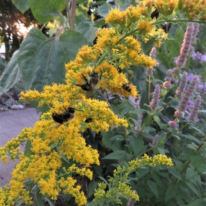 Gray Goldenrod Seeds Solidago Nemoralis Native Wildflower - Etsy