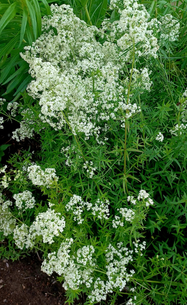 Northern Bedstraw Galium Boreale Perennial Native Wildflower - Etsy