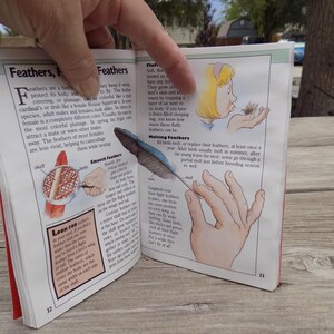 The Little Bird Book, Neil an Karen Dawe 1988, Paperback Book, Memories ...