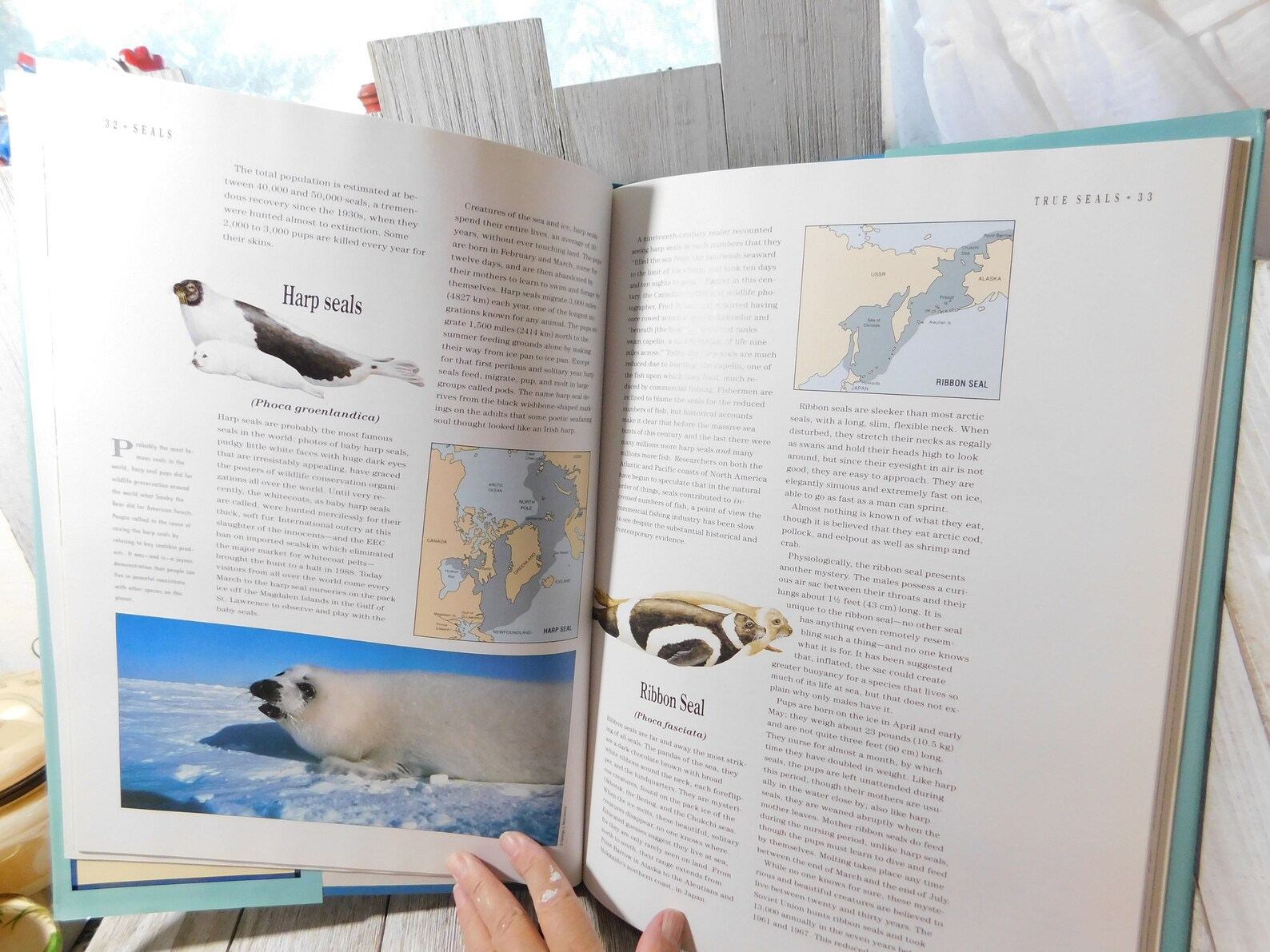 Vintage Seals Book by Sara Godwin 1990 Hard Cover Book - Etsy