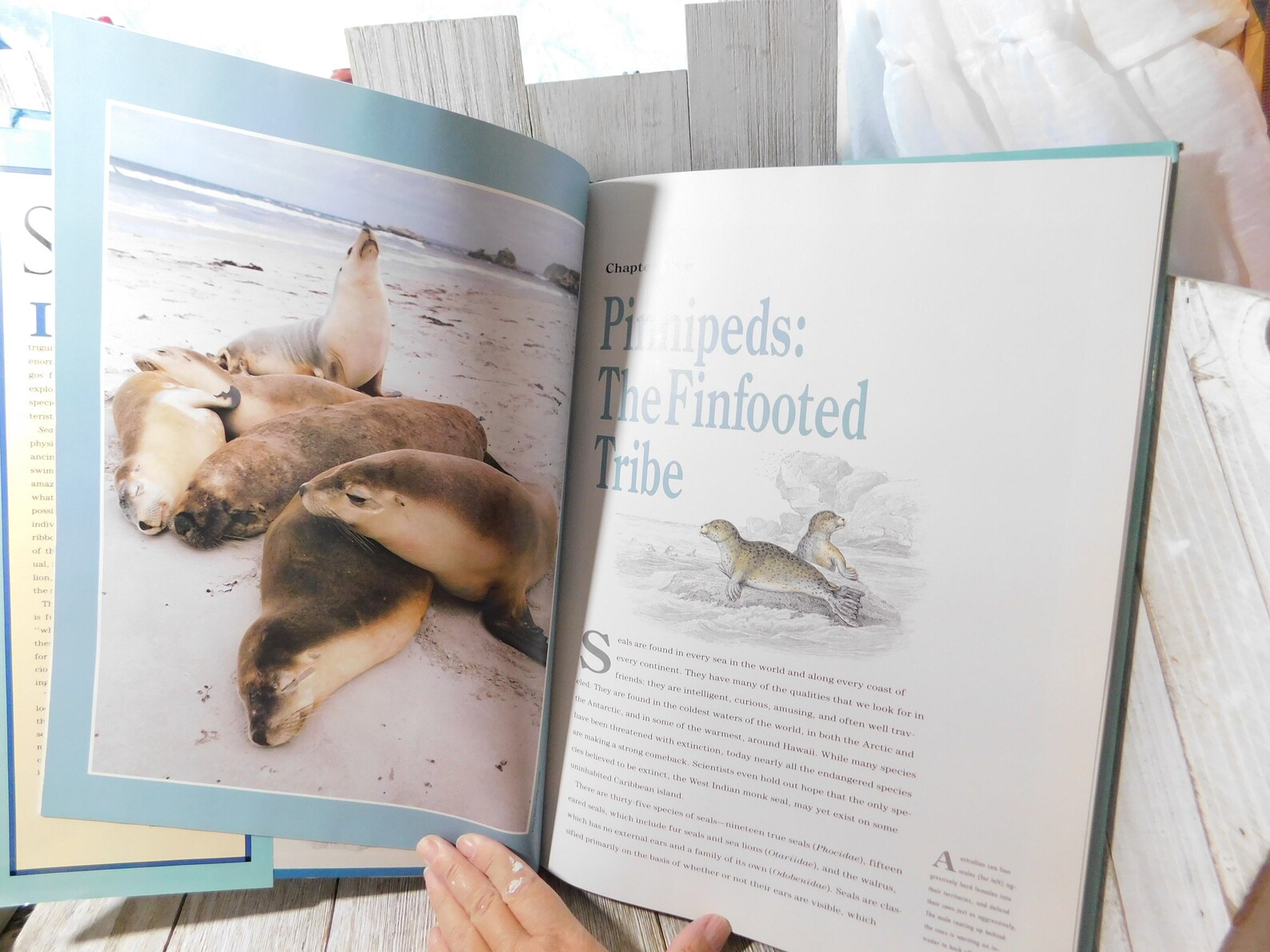 Vintage Seals Book by Sara Godwin 1990 Hard Cover Book - Etsy