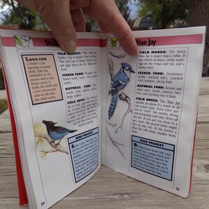 The Little Bird Book, Neil an Karen Dawe 1988, Paperback Book, Memories ...