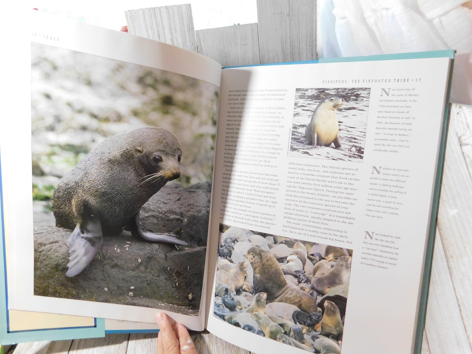 Vintage Seals Book by Sara Godwin 1990 Hard Cover Book - Etsy