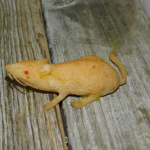 Vintage Toy Rubber Rat, Toy Rat, Vintage Toys, Vintage Rubber Rat ...