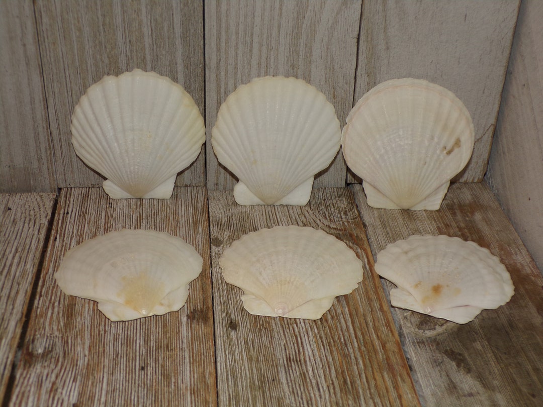 Shells, White Shells, 6 Shells, Craft Project, Terrarium Planter ...