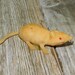 Vintage Toy Rubber Rat Toy Rat Vintage Toys Vintage Rubber - Etsy