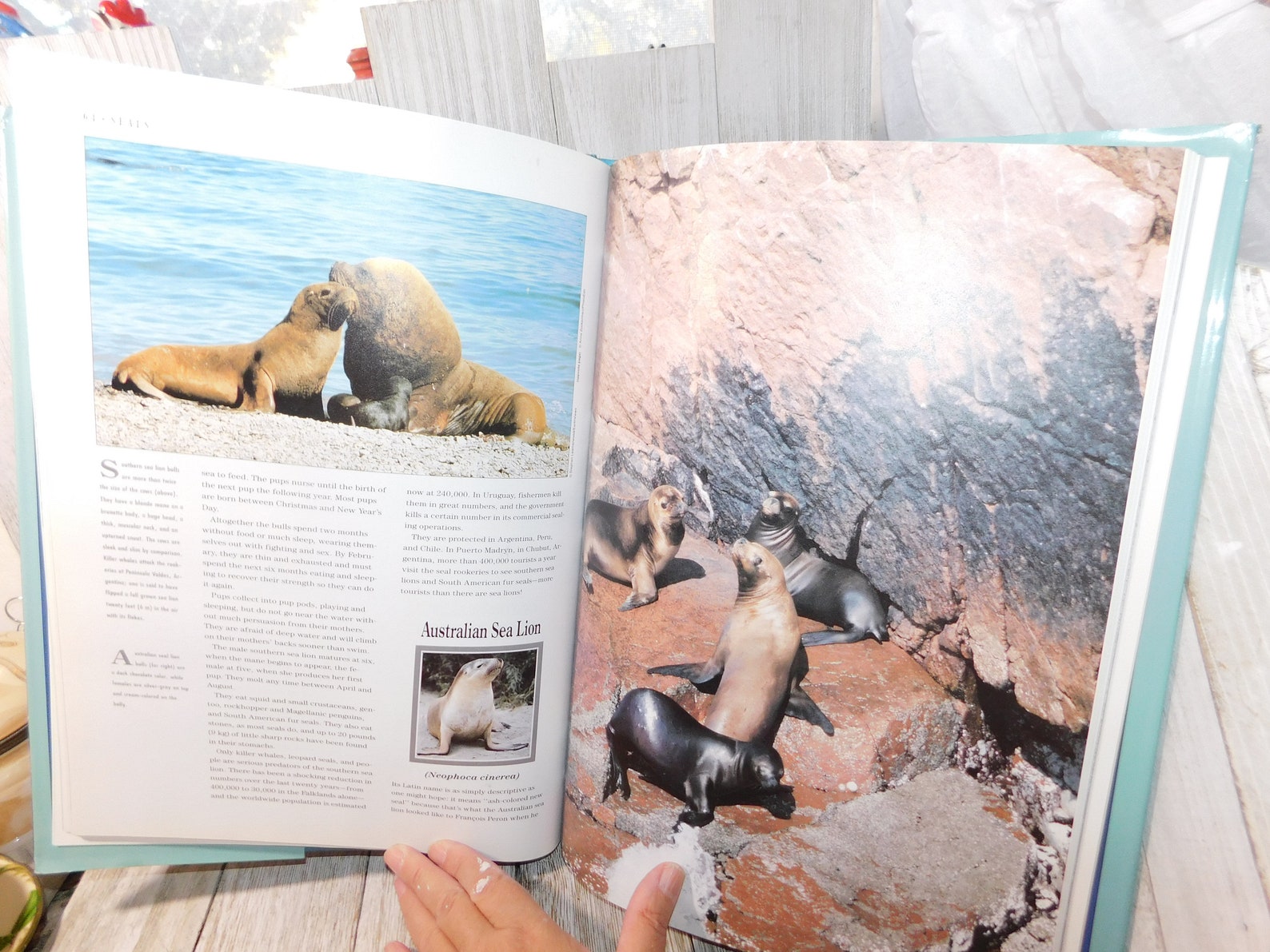 Vintage Seals Book by Sara Godwin 1990 Hard Cover Book - Etsy