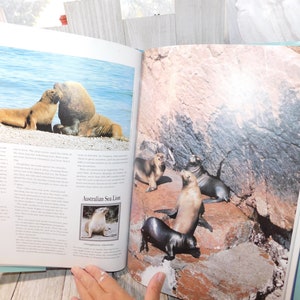 Vintage Seals Book by Sara Godwin 1990, Hard Cover Book, Vintage ...