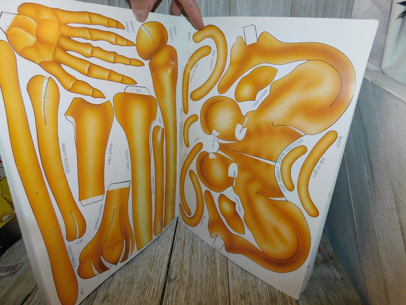 Make Your Own Human Skeleton Skeletons Easy to Assemble Model - Etsy