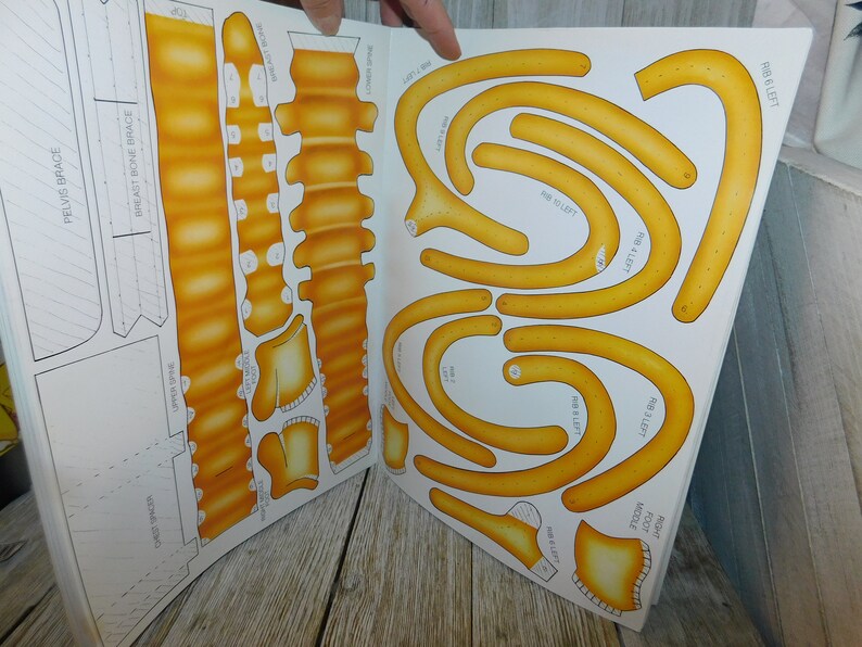 Make Your Own Human Skeleton Skeletons Easy to Assemble Model | Etsy