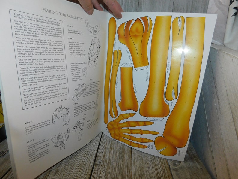 Make Your Own Human Skeleton Skeletons Easy to Assemble Model - Etsy