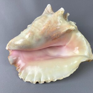 Large Queen Conch Shell, Polished, Pink and Cream, Natural Seashell ...