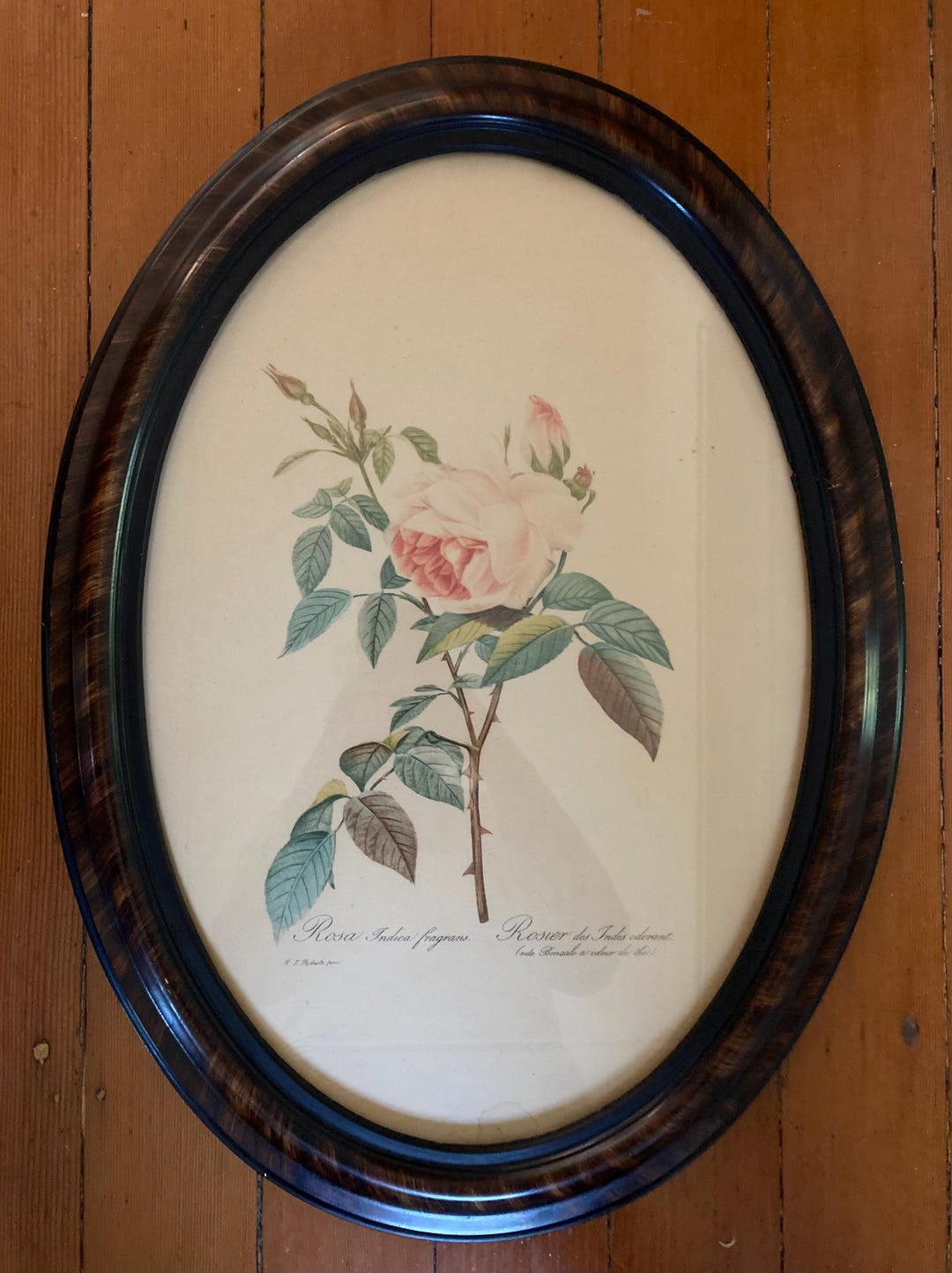 Vintage-antique Framed Print, Oval Frame With Dark Finish, P.T. Redoute ...