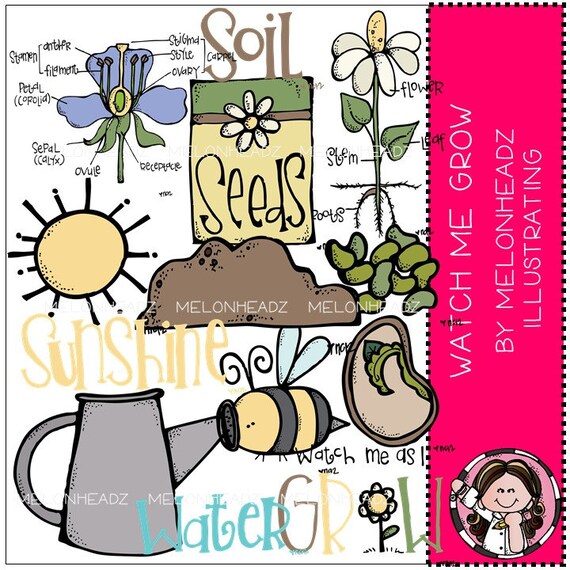 Plant Life Cycle Clipart