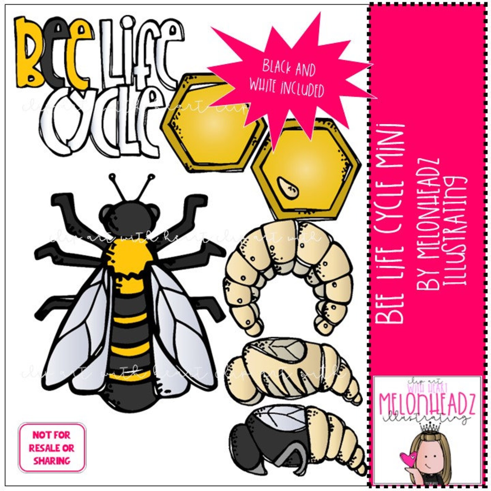 Bee Life Cycle Clipart Mini - Etsy