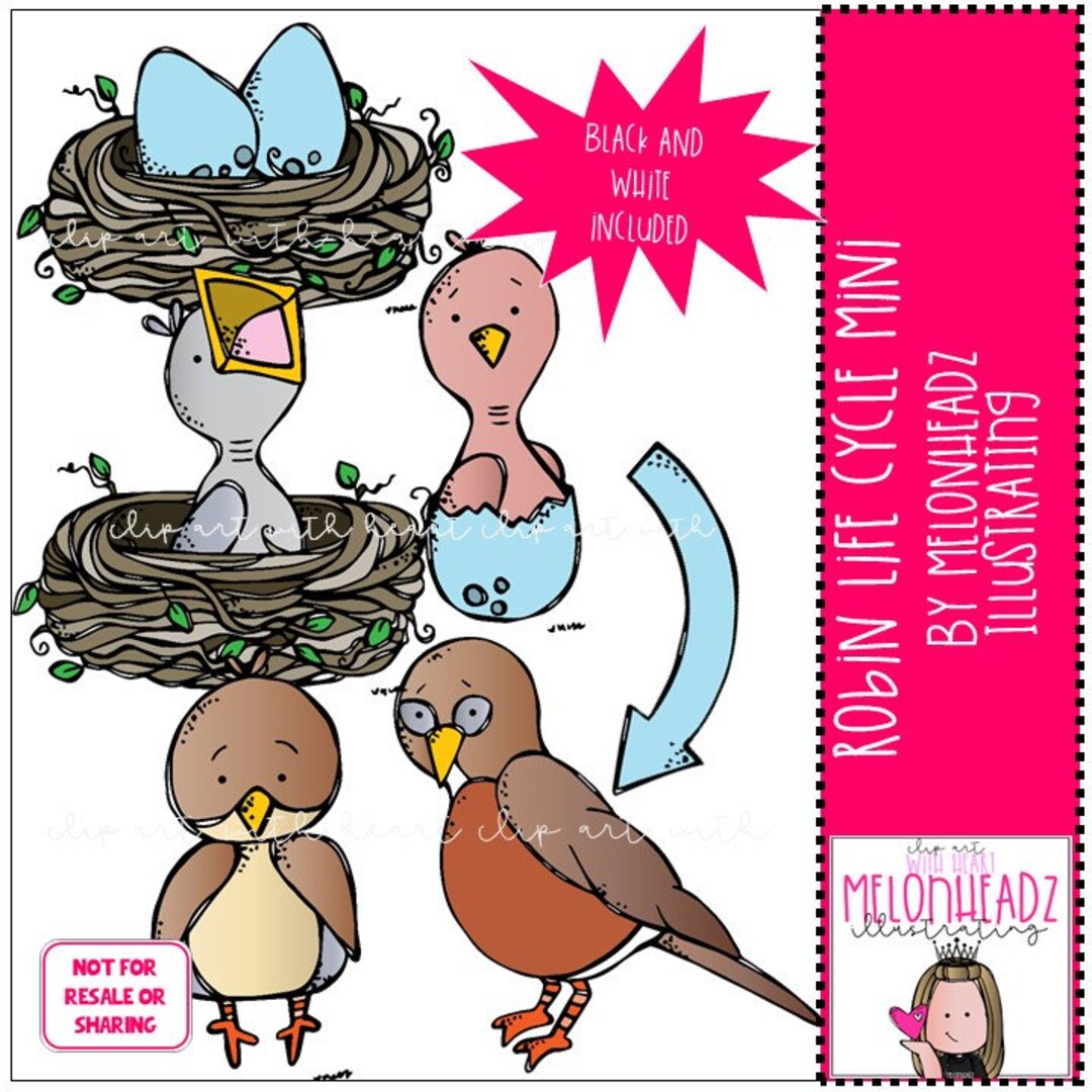 Robin Life Cycle Clip Art Mini - Etsy
