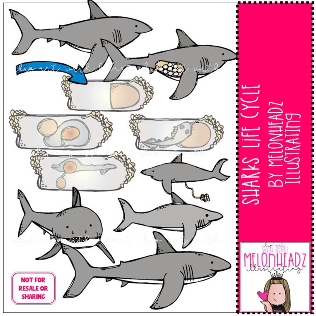 Shark Life Cycle Clip Art - COMBO PACK - Etsy