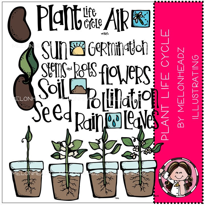 Plant Life Cycle Clipart