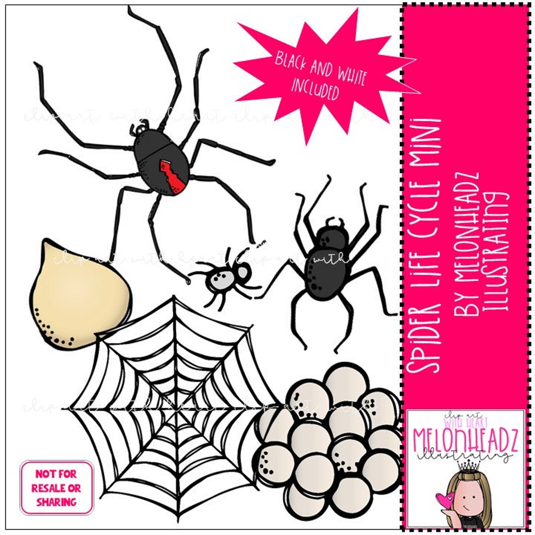 Spider Life Cycle Clip Art - Mini - Etsy
