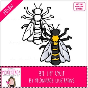 Bee Life Cycle Clipart Mini - Etsy