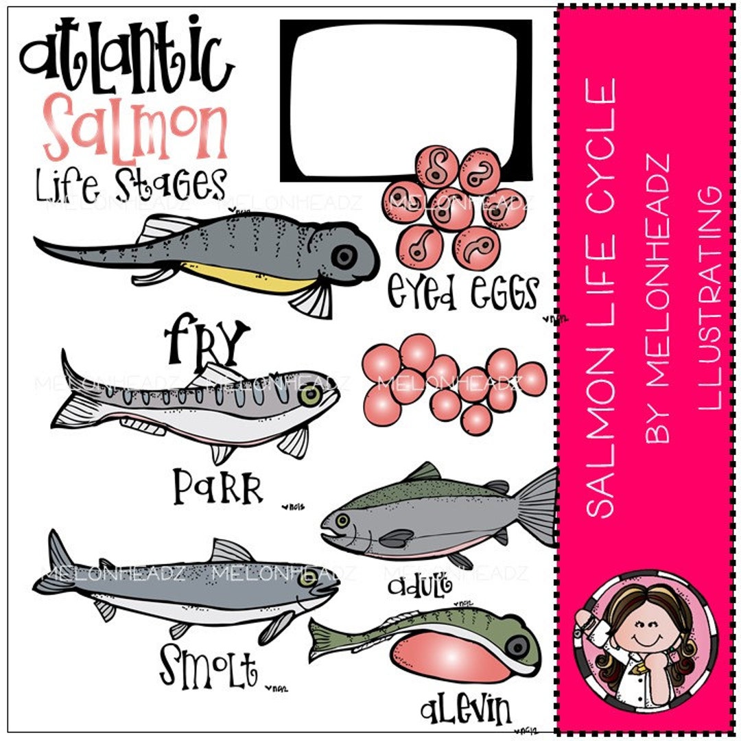 Life Cycle of a Salmon Clip Art - Etsy