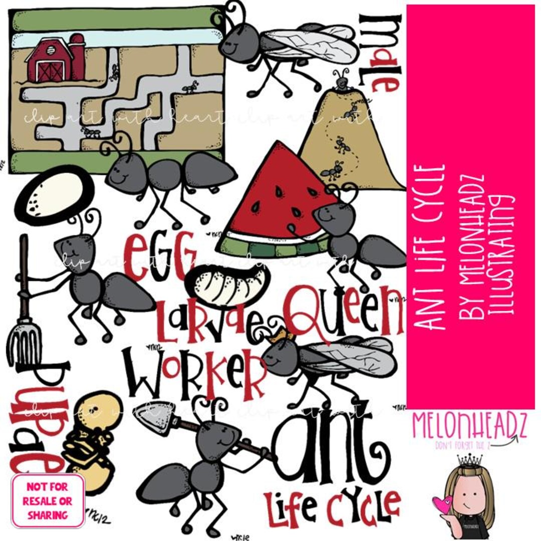 Ant Life Cycle Clip Art, Ant Fam Clip Art COLORED Version - Etsy UK