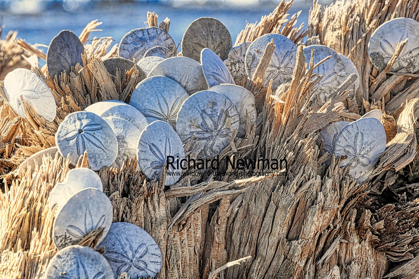 Sand Dollar Color Photograph - Etsy