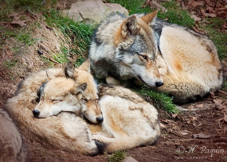 Eastern Wolf Cubs, Pops and Mother, 5x7 Fine Photo Room Decor, Home ...