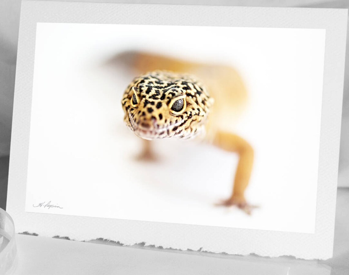 Leopard Gecko PRINT, ACRYLIC, CANVAS Gallery Wrap Artwork Photo Room ...