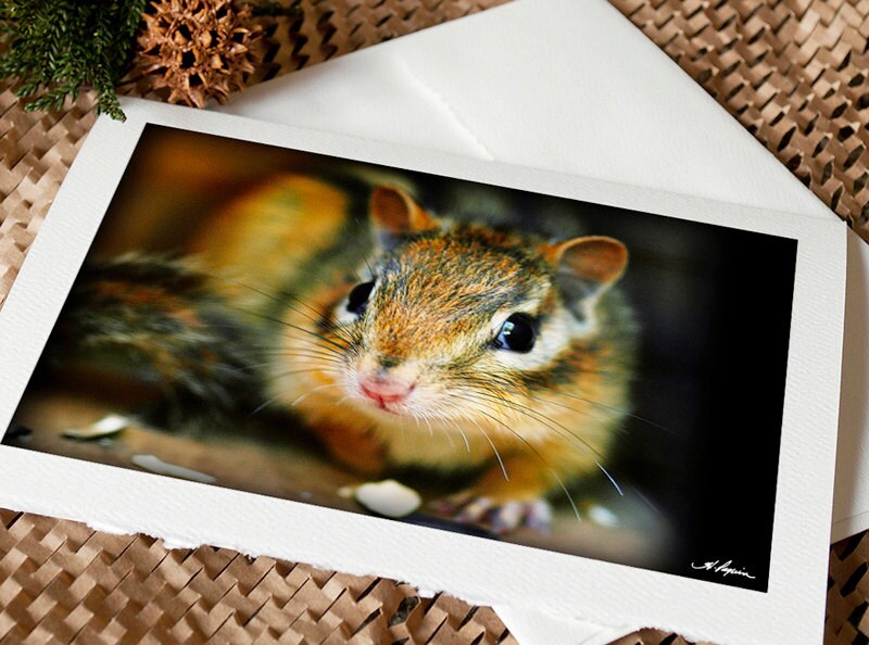 Chipmunk Portrait Fine Photo Home Room Decor Cabin Cottage Child's Boy ...