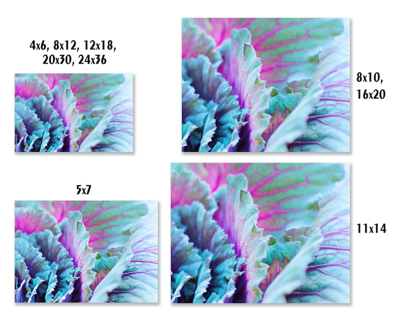 Flowering Cabbage PRINT and CANVAS Gallery Wrap Flower Elegant - Etsy