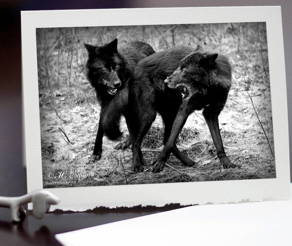 Eastern Wolves PRINT Fine Art Photograph Gray Wolf Centre in Haliburton ...