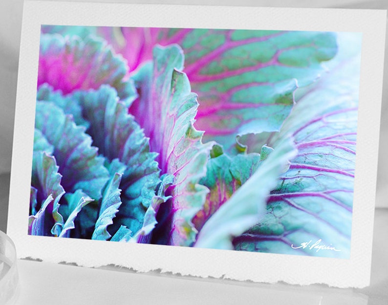 Flowering Cabbage PRINT and CANVAS Gallery Wrap Flower Elegant - Etsy