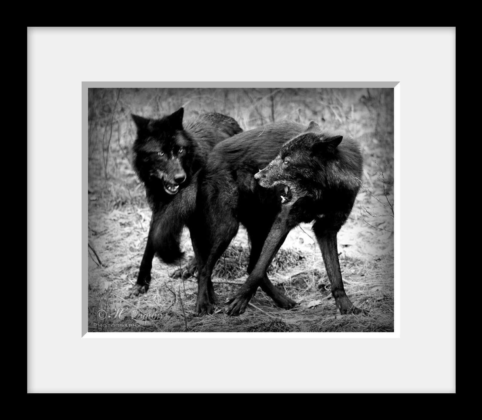 Eastern Wolves PRINT Fine Art Photograph Gray Wolf Centre in Haliburton ...
