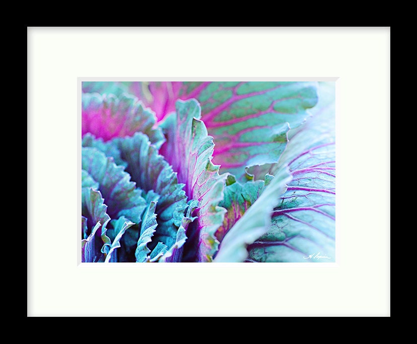 Flowering Cabbage PRINT and CANVAS Gallery Wrap Flower Elegant - Etsy