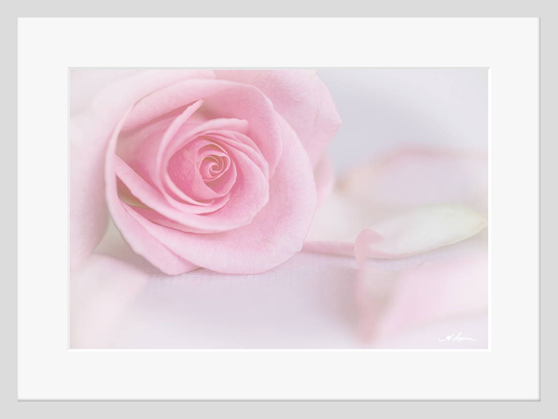 Pink Rose Photograph PHOTO, ACRYLIC or CANVAS Flower Home Décor Bedroom ...