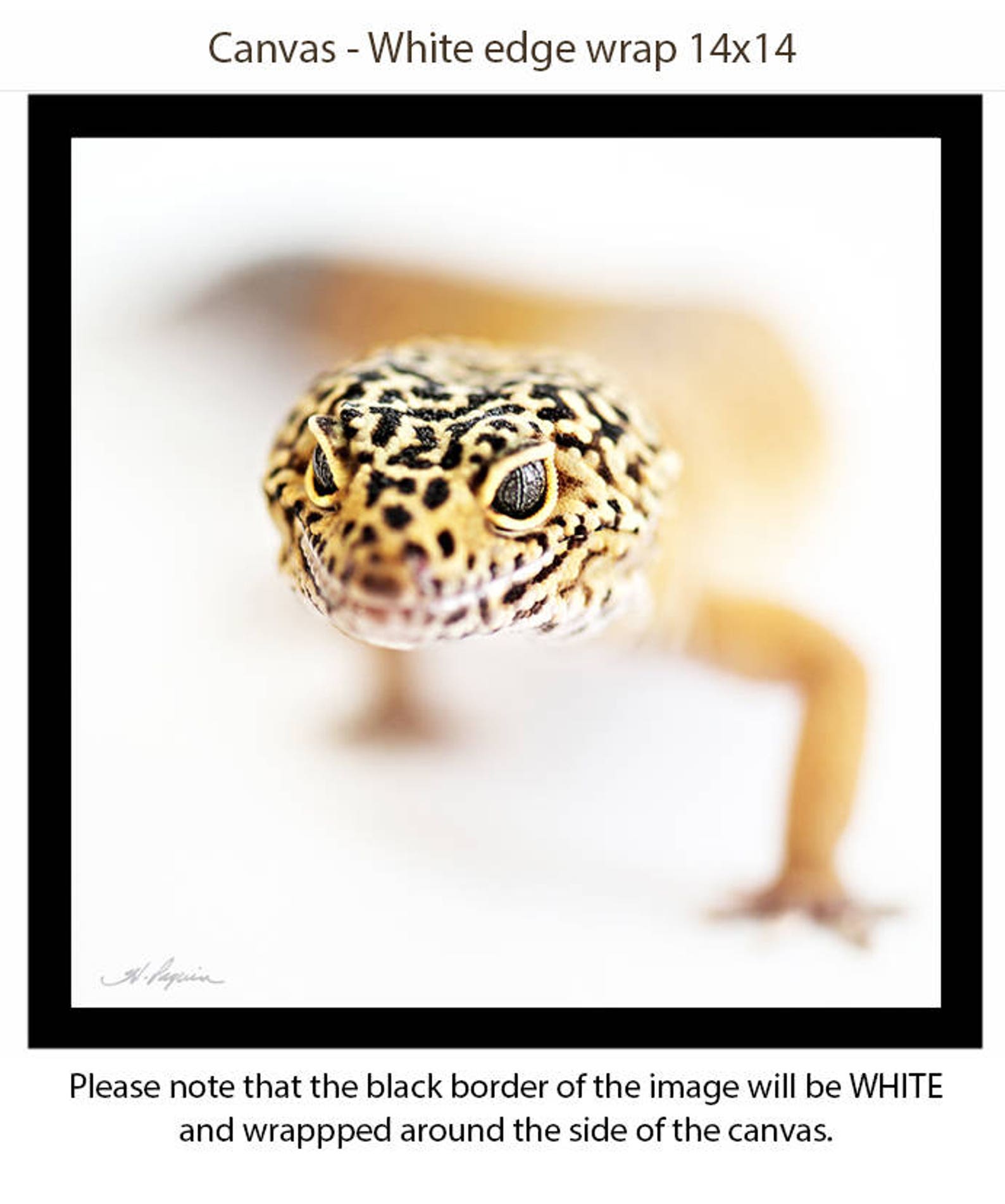 Leopard Gecko PRINT, ACRYLIC, CANVAS Gallery Wrap Artwork Photo Room ...