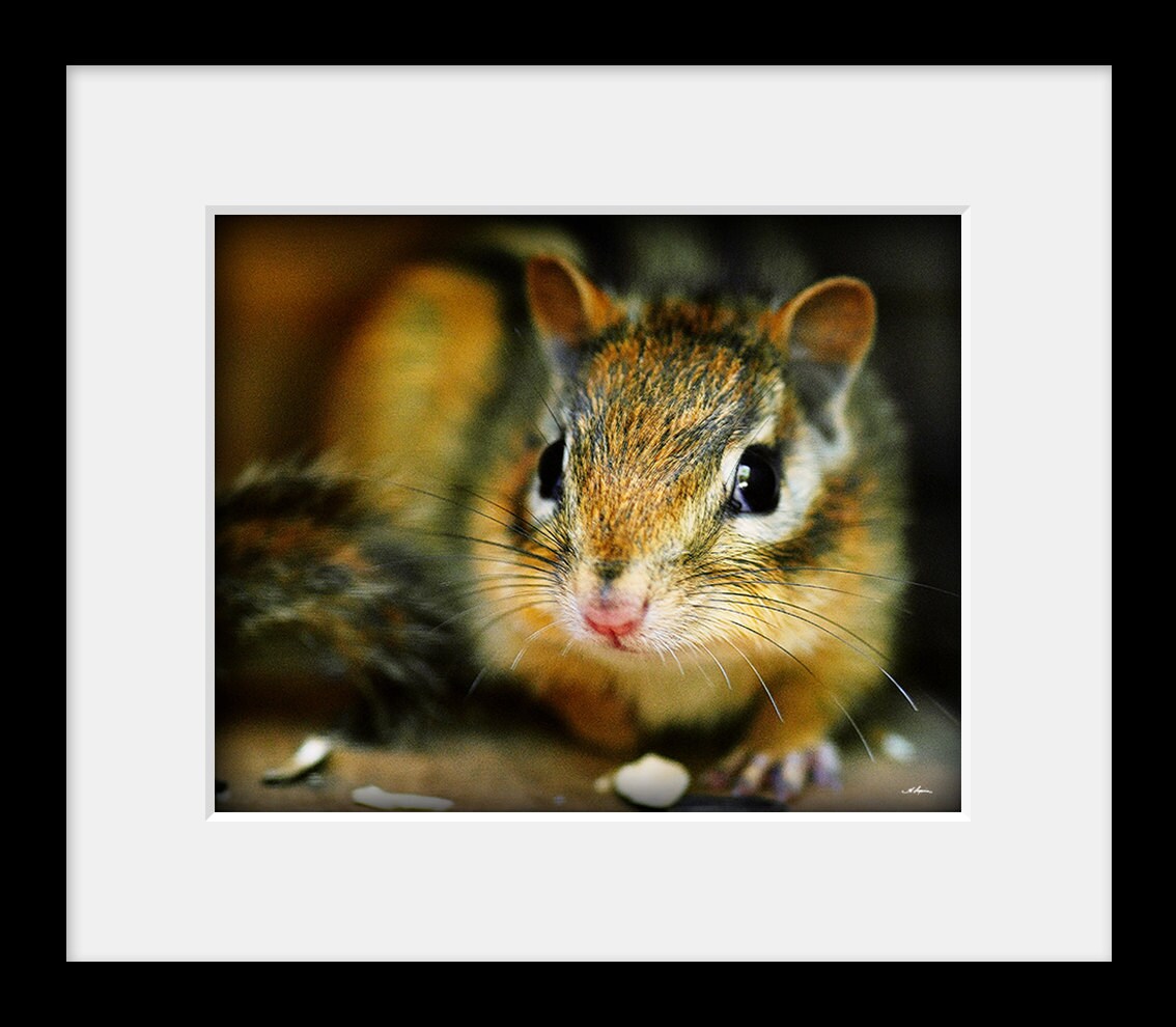 Chipmunk Portrait Fine Photo Home Room Decor Cabin Cottage Child's Boy ...