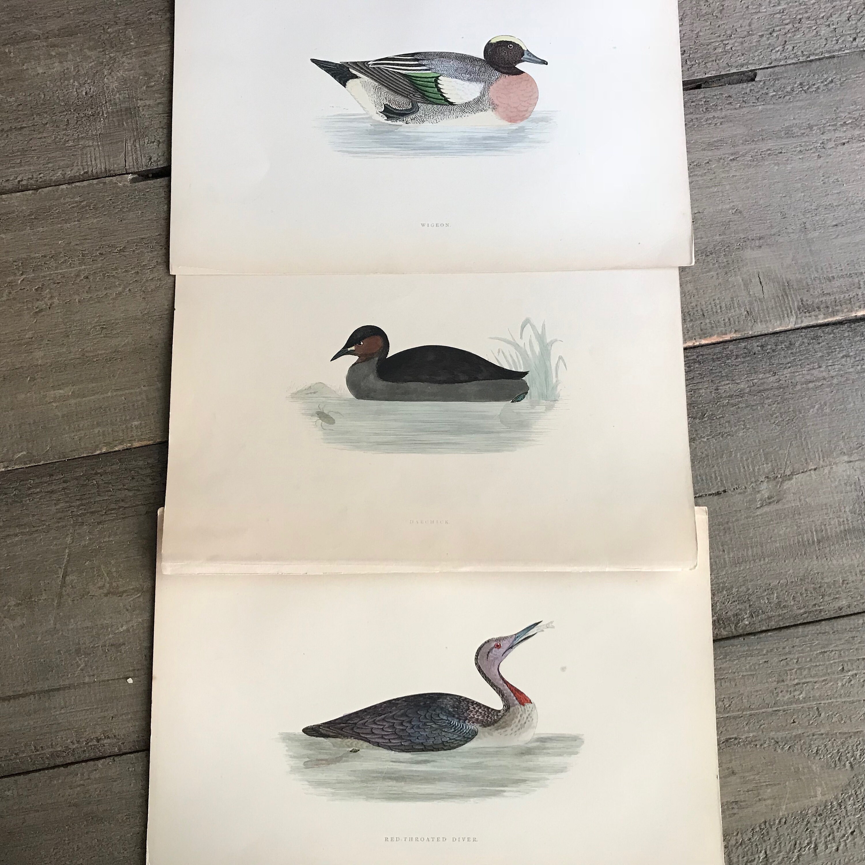 Antique Lithograph, Original Book Plates, Water Ducks Art Work sold by ...