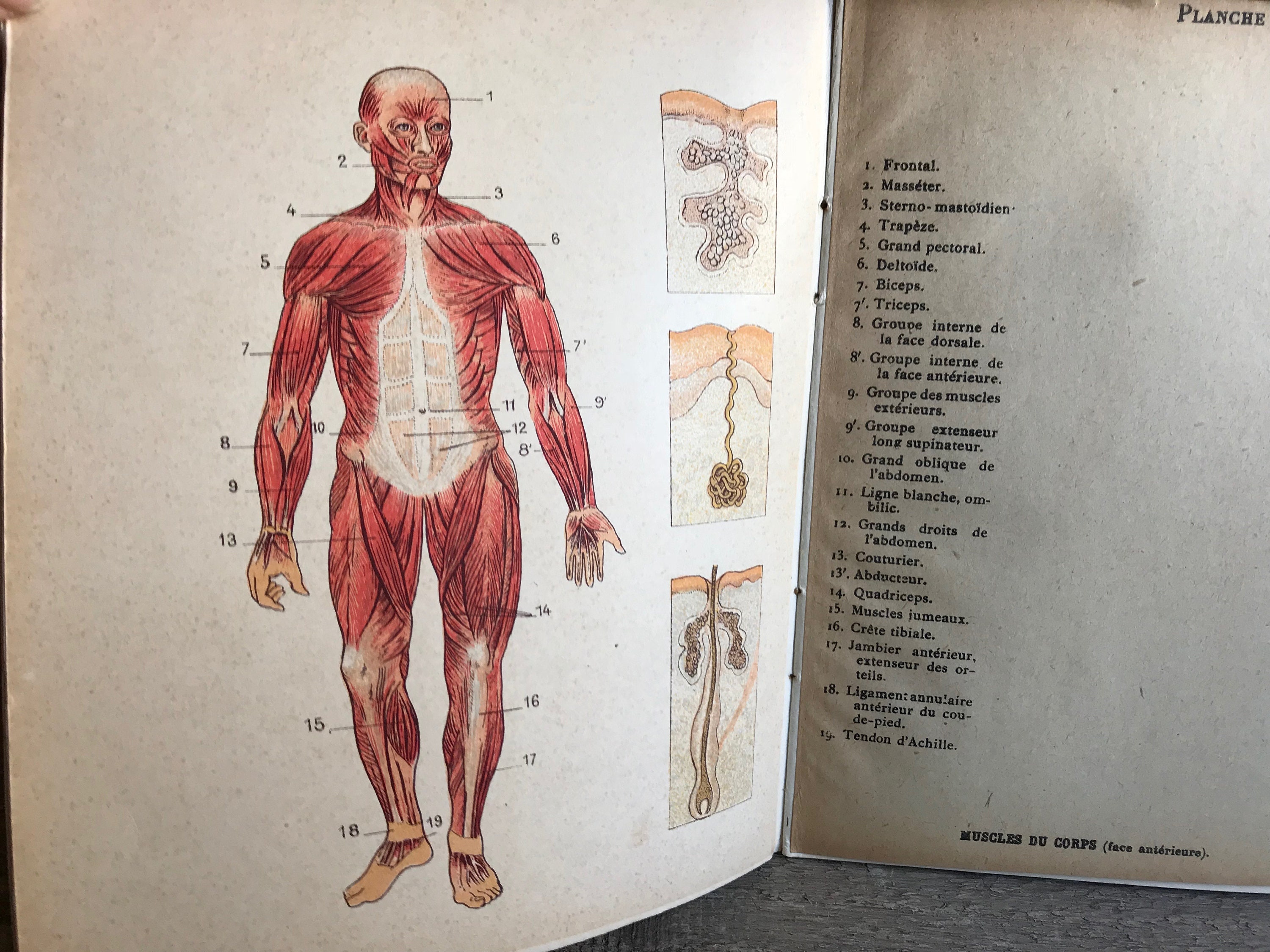 19th C French Anatomy Book Science Anatomical Study Medical - Etsy UK