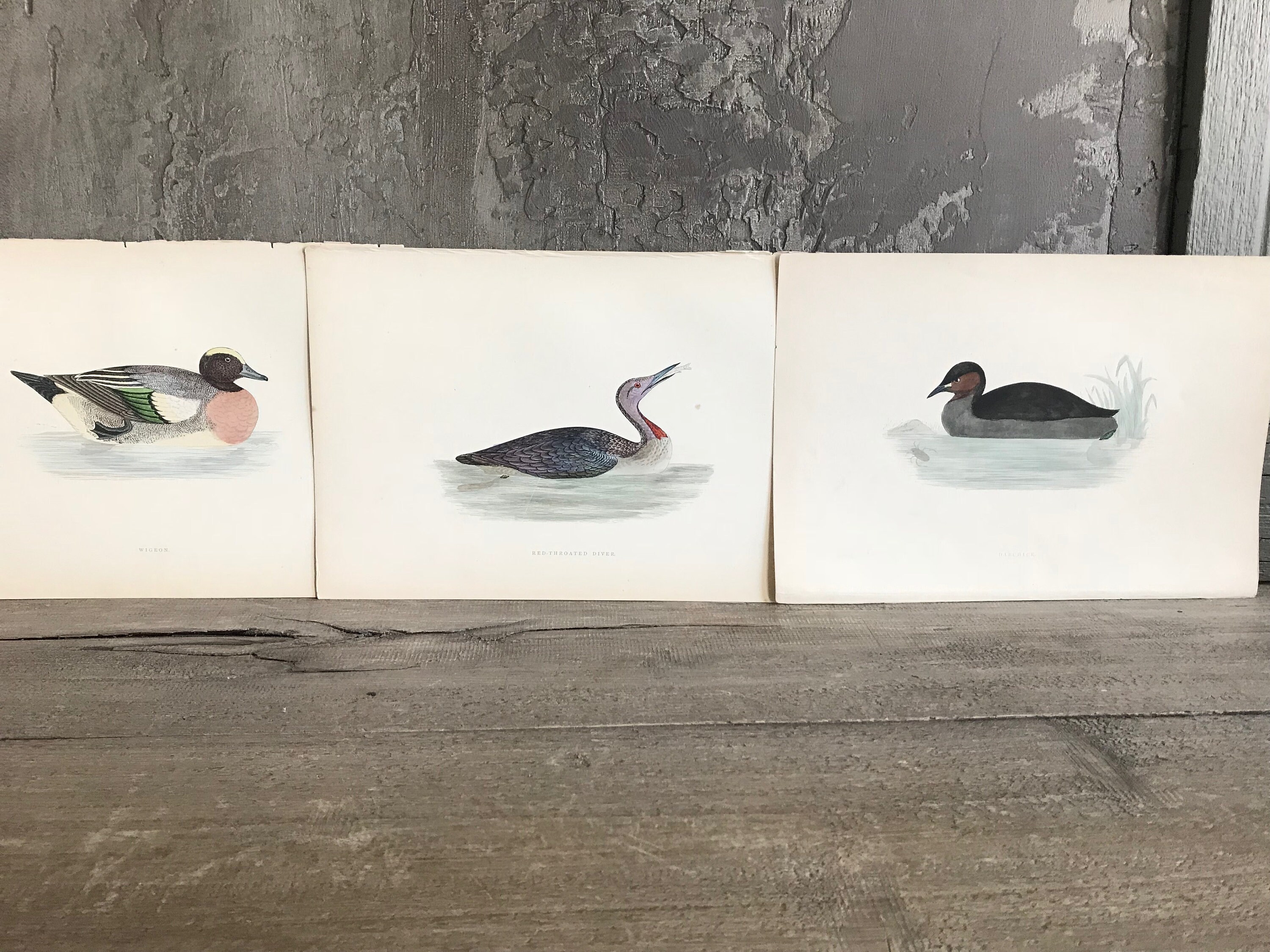 Antique Lithograph, Original Book Plates, Water Ducks Art Work sold by ...