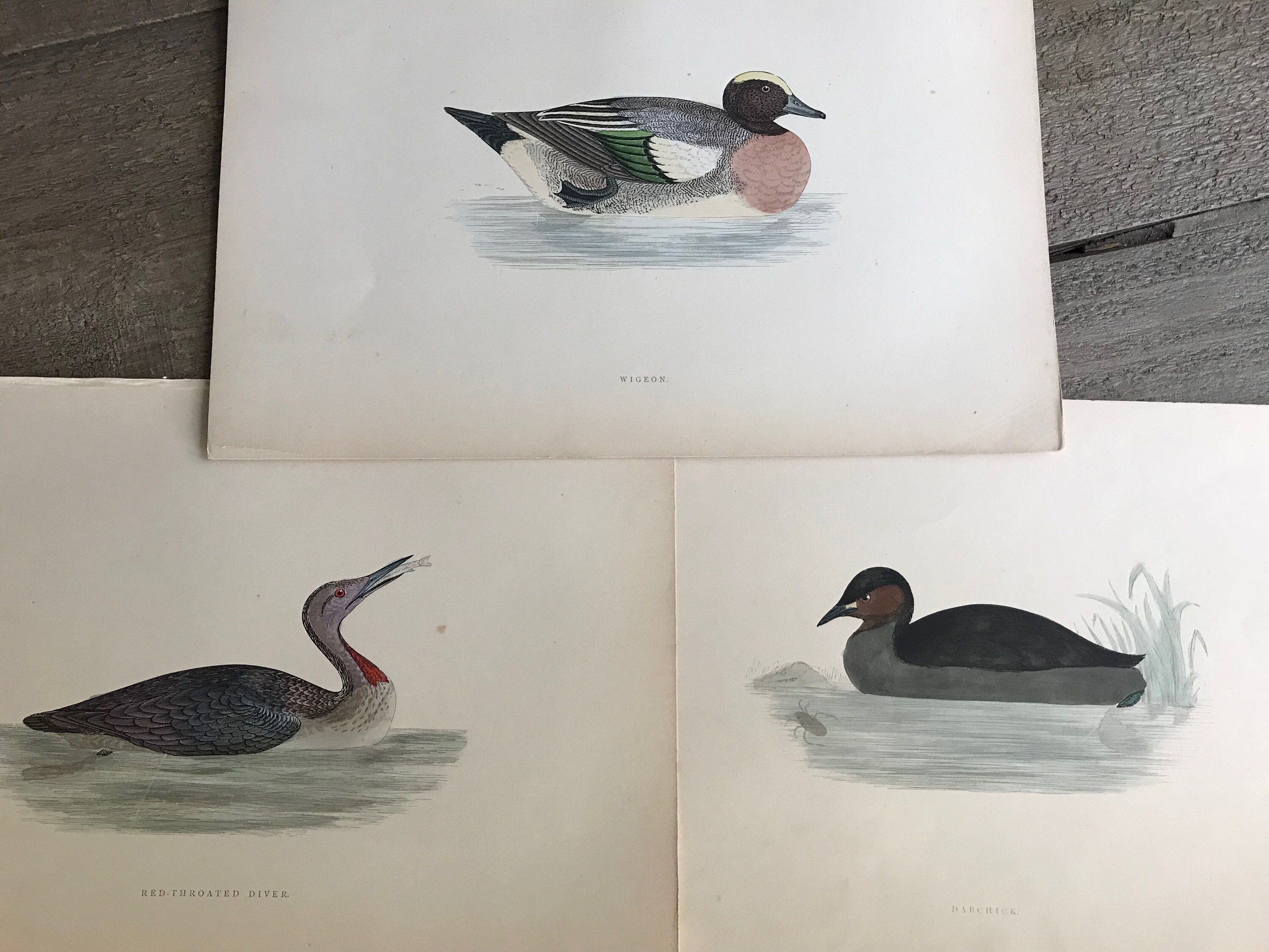 Antique Lithograph, Original Book Plates, Water Ducks Art Work sold by ...