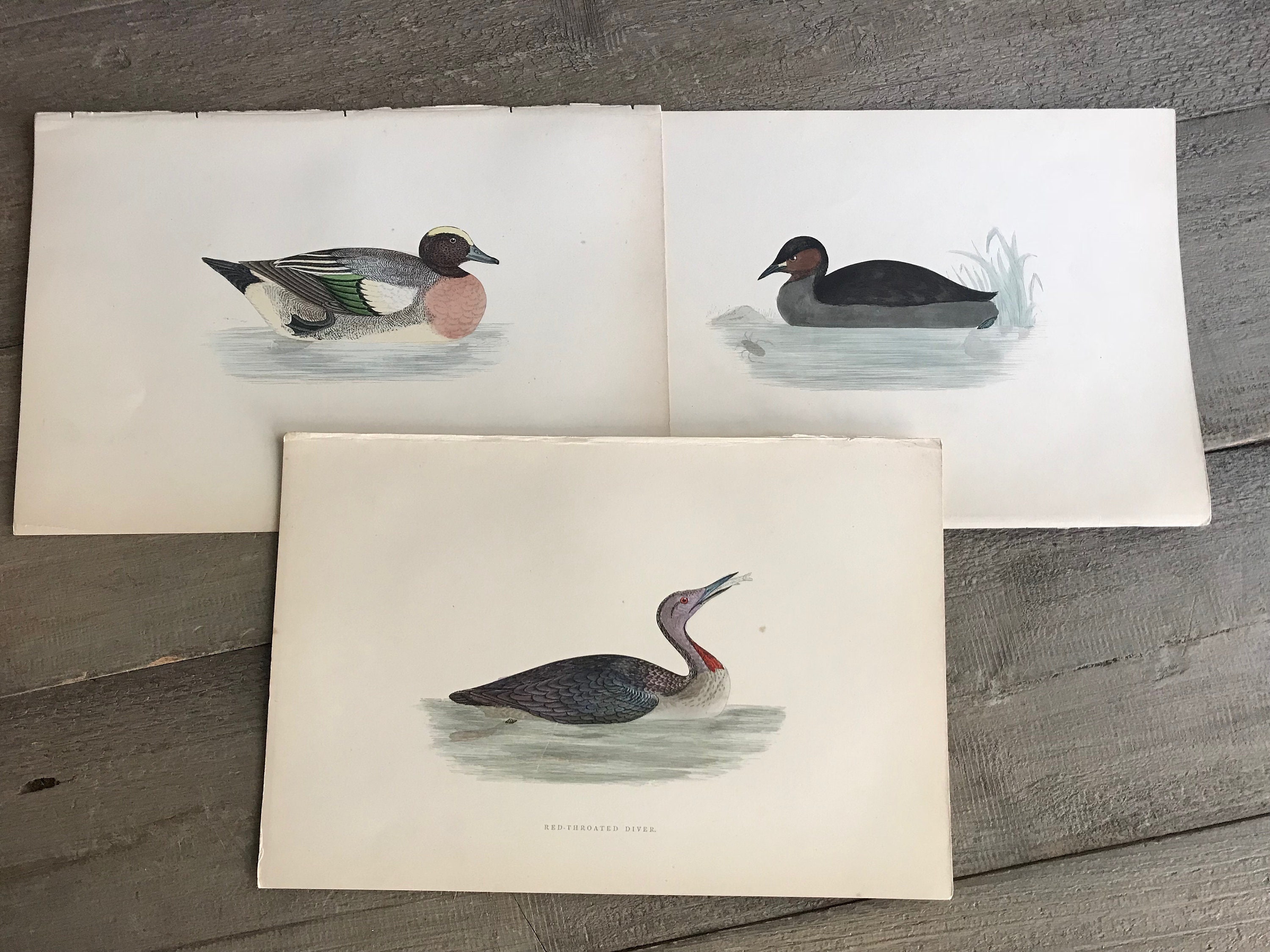Antique Lithograph, Original Book Plates, Water Ducks Art Work sold by ...