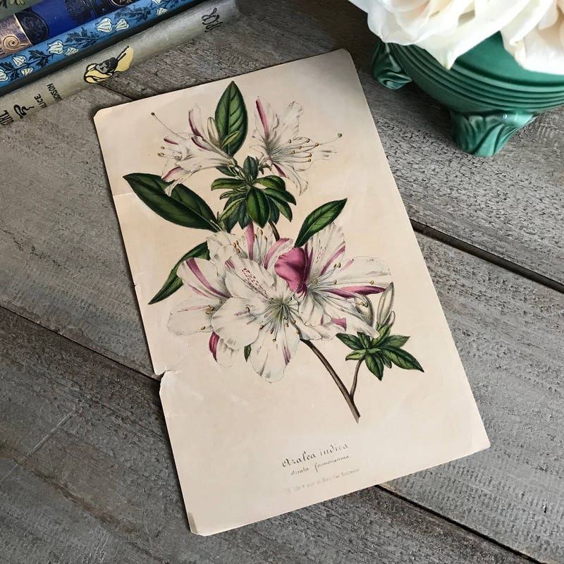 Botanical Book Plate - Etsy