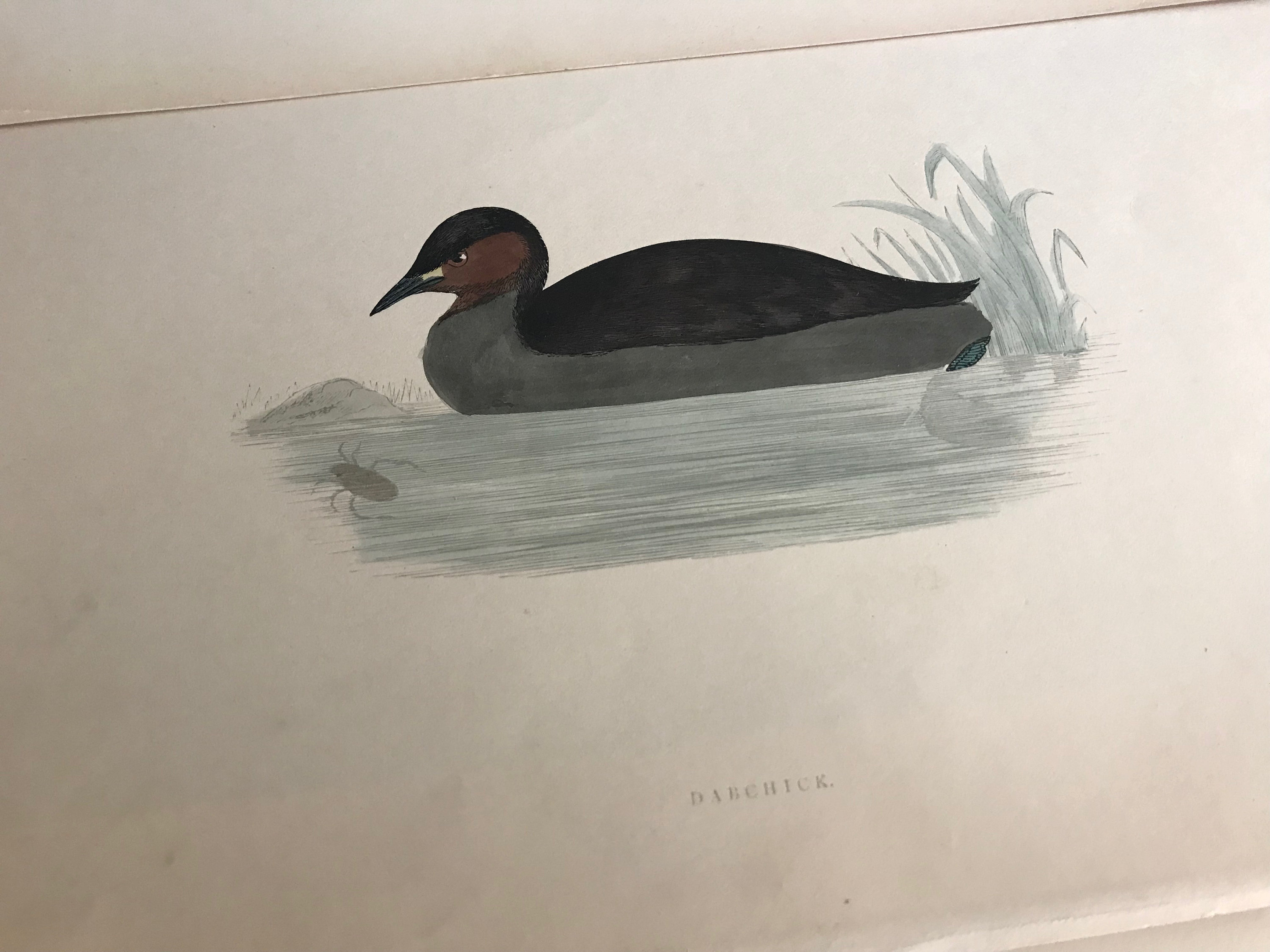 Antique Lithograph, Original Book Plates, Water Ducks Art Work sold by ...