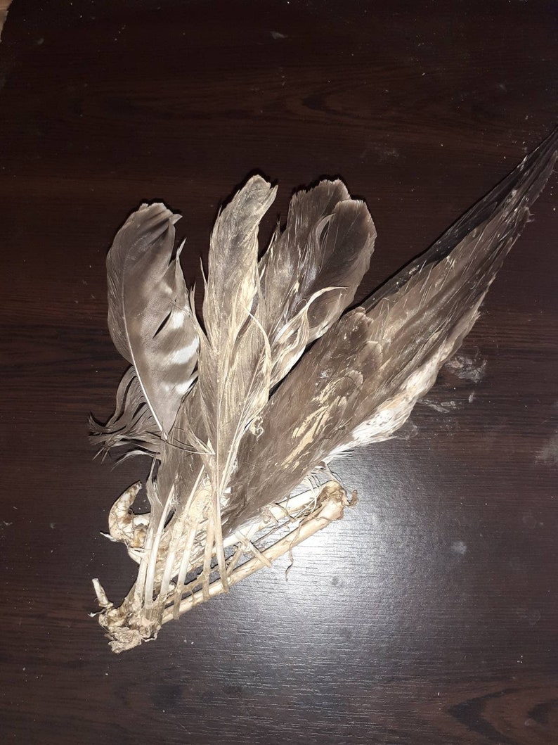 Seagull Feathers for Opportunities Decisions Awareness - Etsy