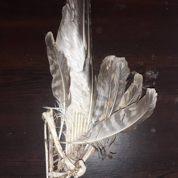 Seagull Feather - Etsy