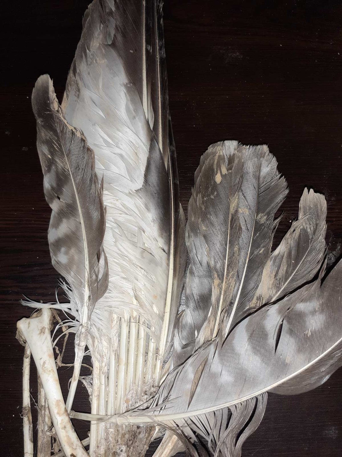 Seagull Feathers for Opportunities Decisions Awareness - Etsy