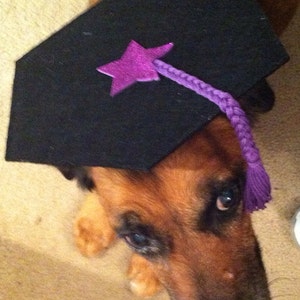 Dog Trainer's Set of 3 Hexagon Tams / Graduation Caps - Etsy