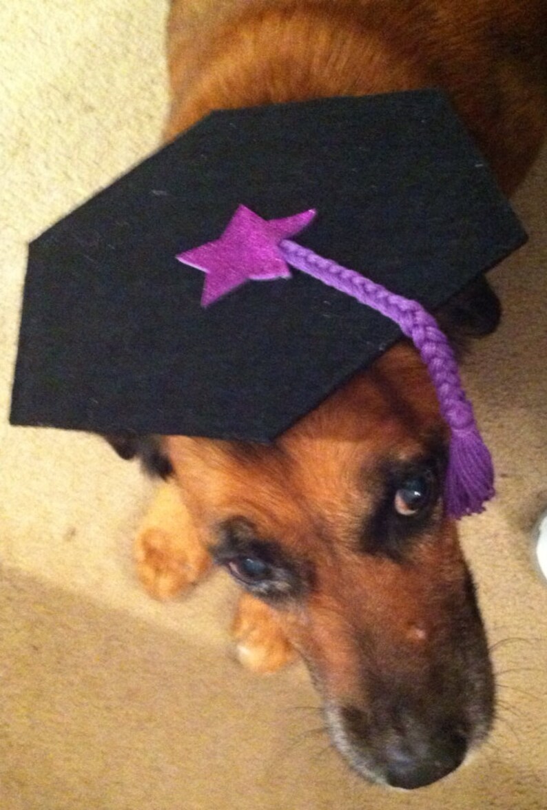 Dog Graduation Cap / Hexagon Tam - Etsy